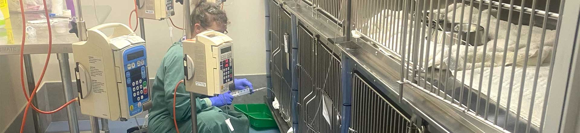 Isolation ward full as vets battle parvo outbreak | Whyalla Veterinary ...